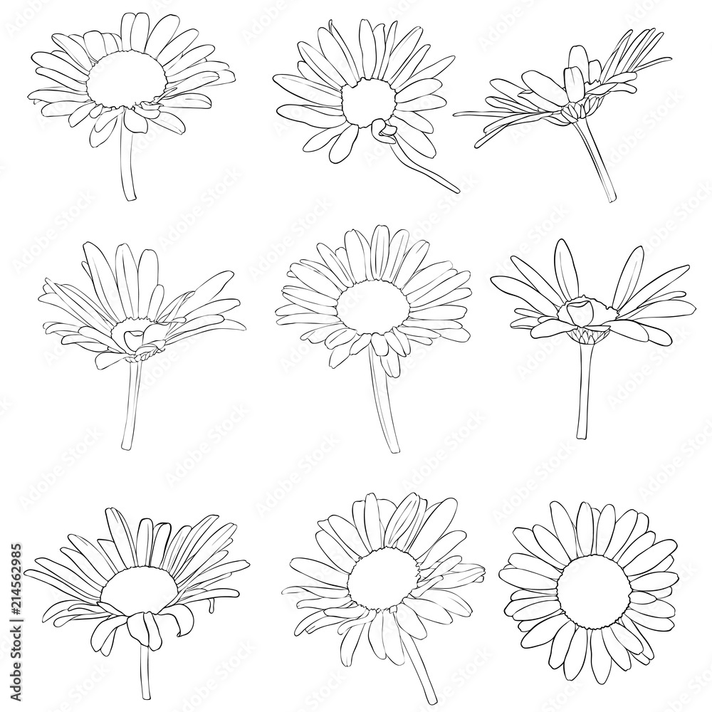 vector set of drawing daisy flowers Stock Vector | Adobe Stock
