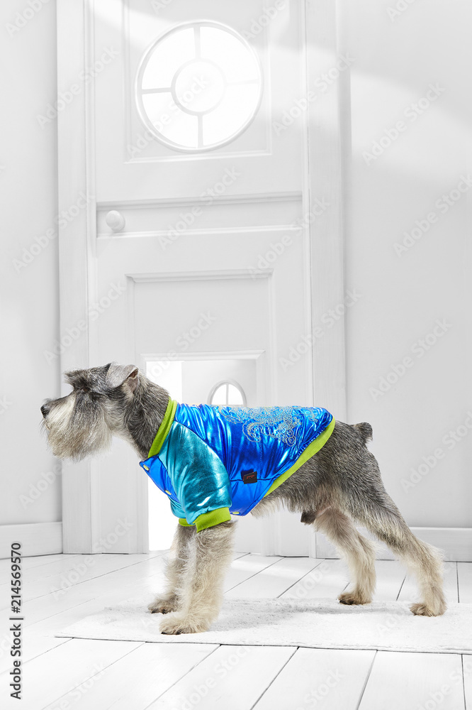 Full length portrait of dressed Miniature Schnauzer in the white room ...