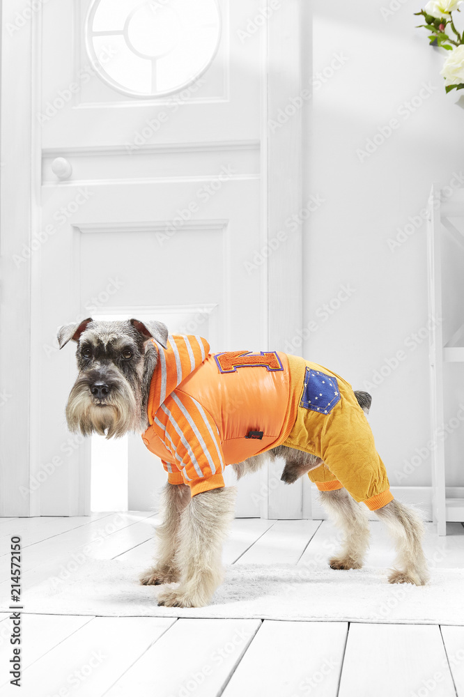Fotografia do Stock: Full length portrait of dressed Miniature ...