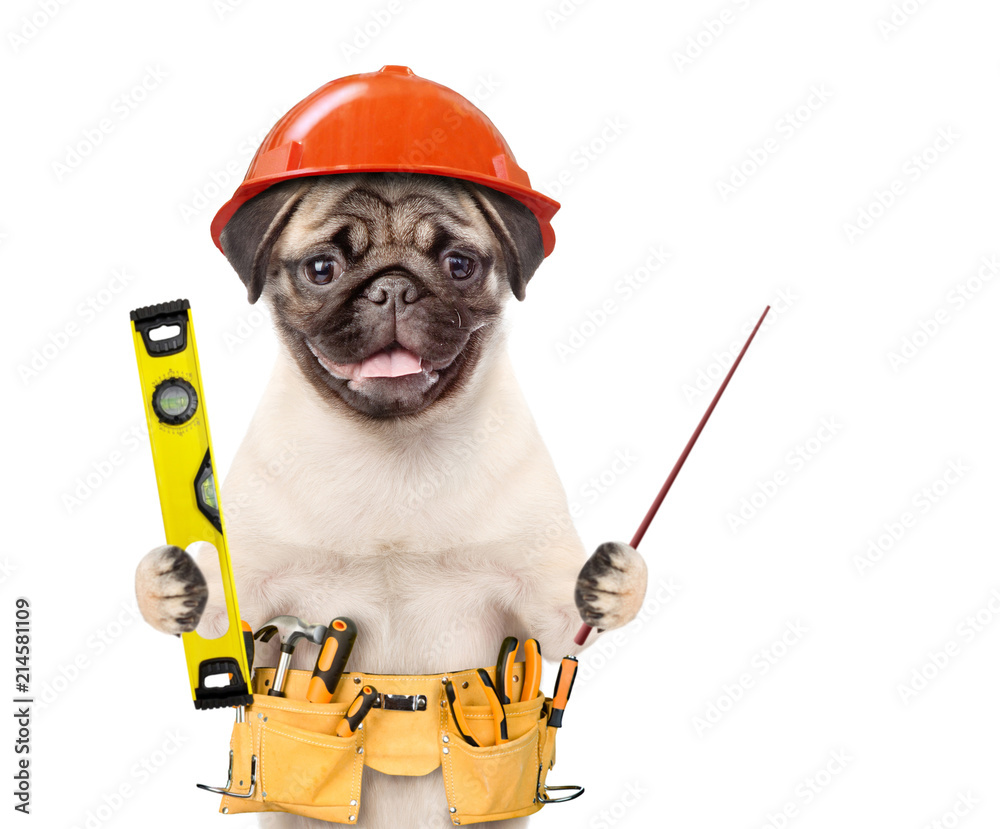Dog worker in hard hat with tool belt and spirit level pointin away on ...