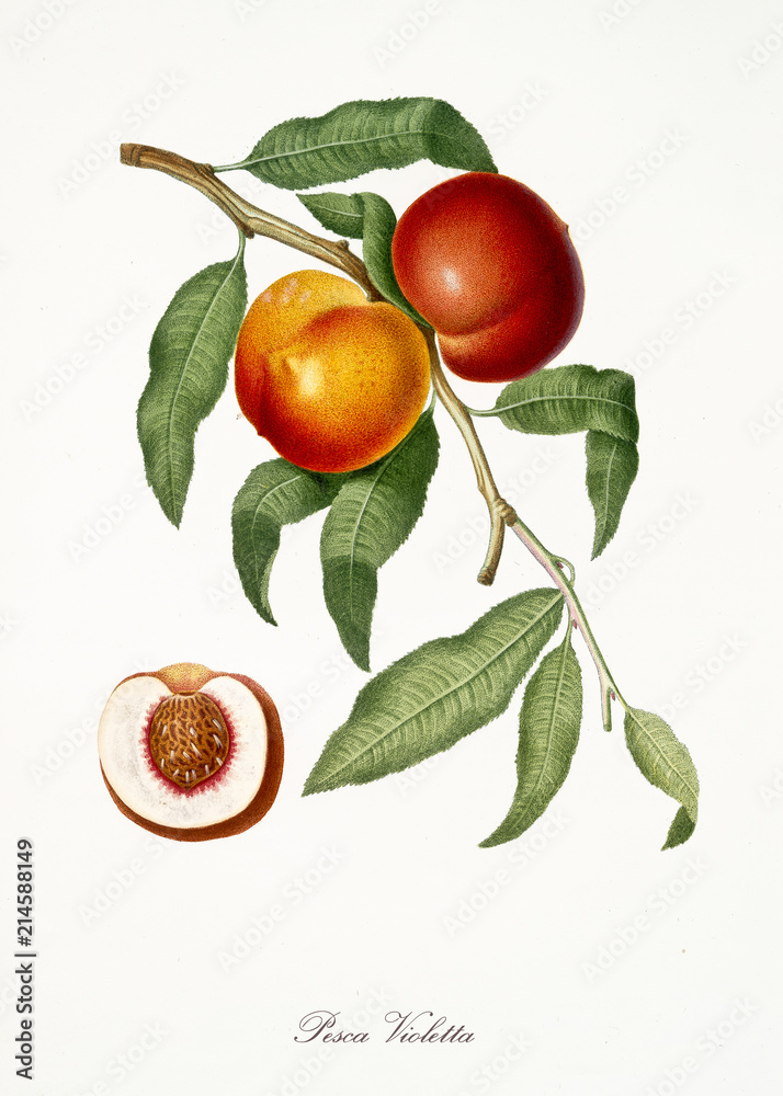 Peach, also known as violet Peach, peach tree leaves and fruit section ...