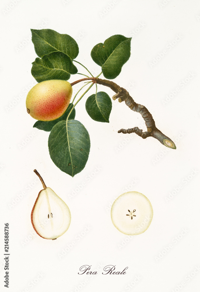 Pear, called royal pear, on its single branch with leaves and isolated ...
