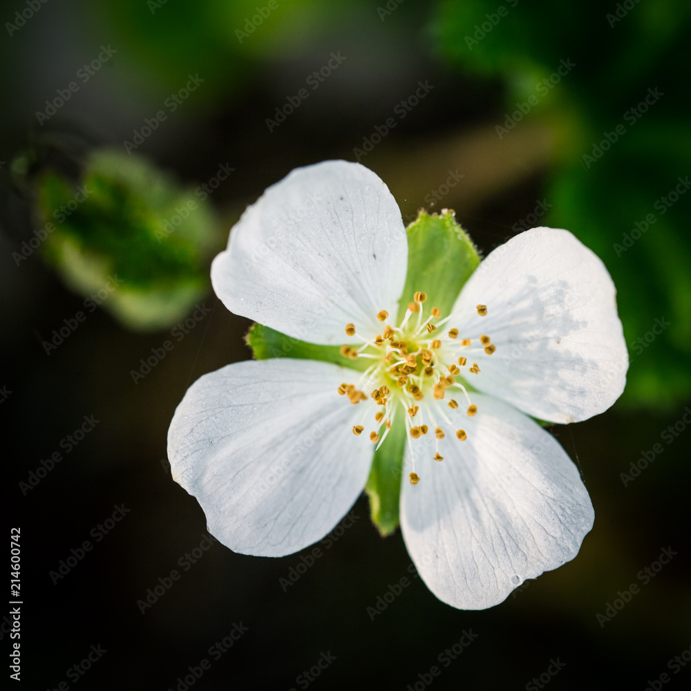 Cloudberry Flower