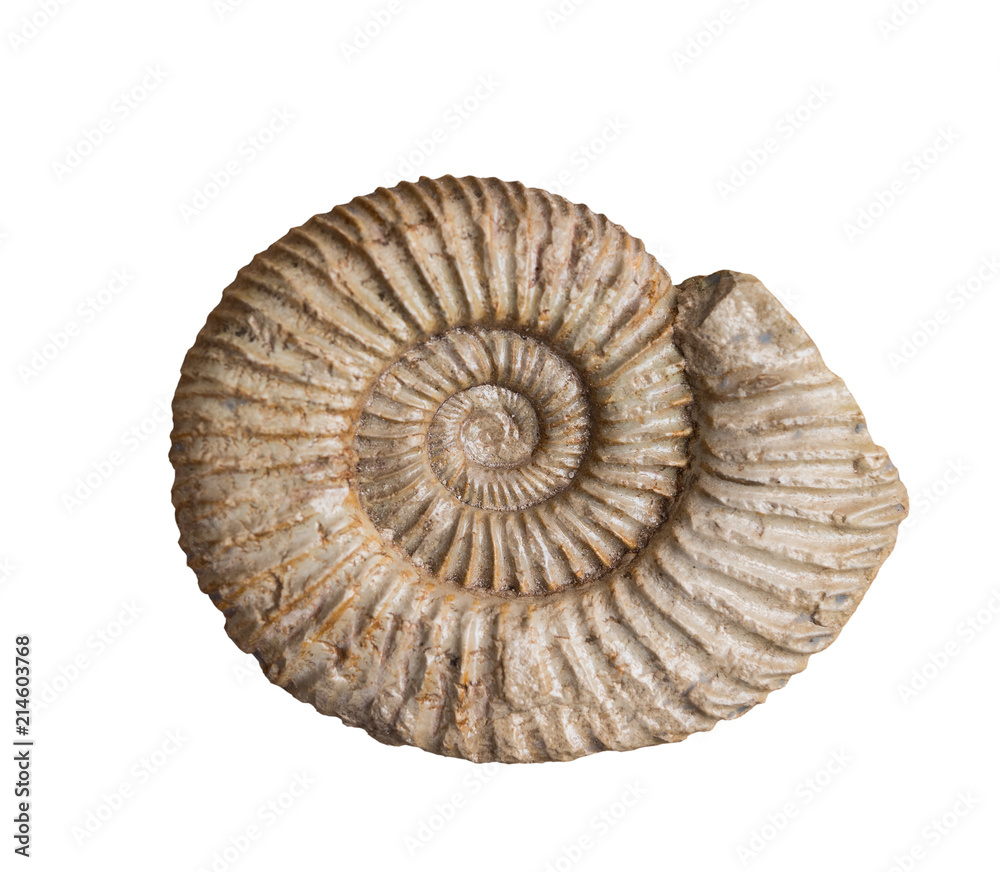 The fossil of ammonite on white background,isolated. Stock Photo ...