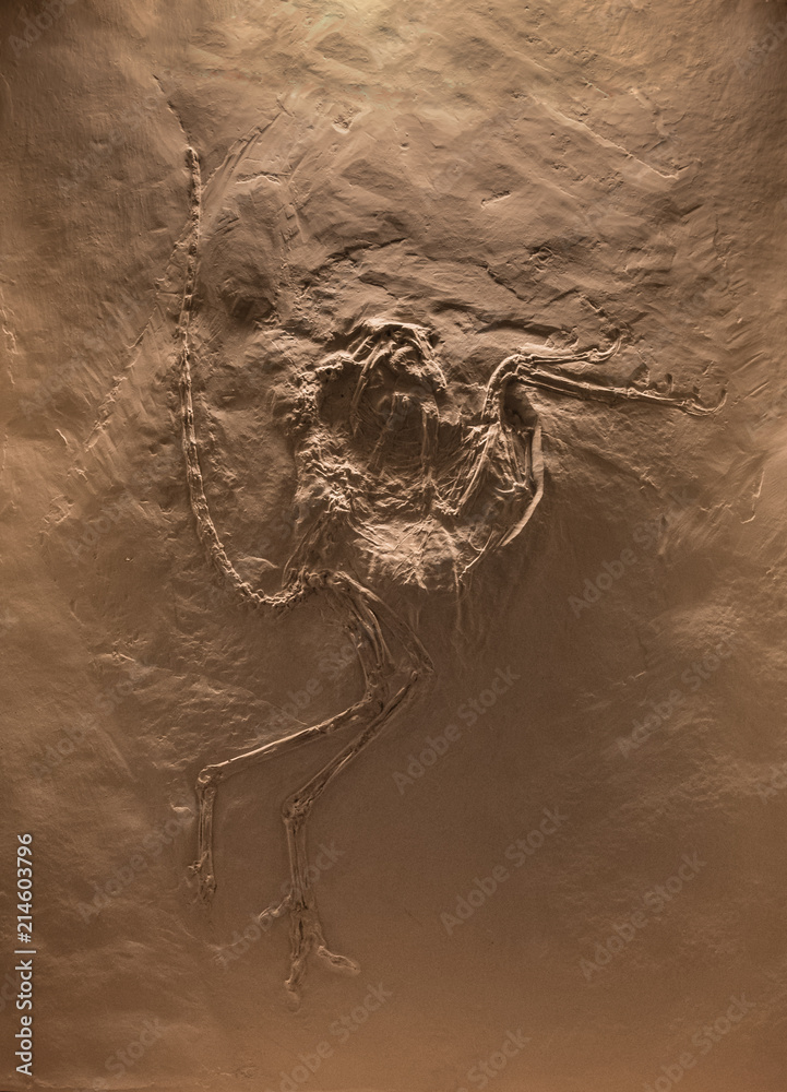 The fossil of archaeopteryx skeleton in stone Stock Photo | Adobe Stock