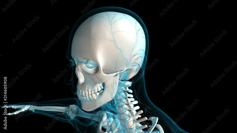 Human anatomy. The anatomical model of a human skull is rotated around ...