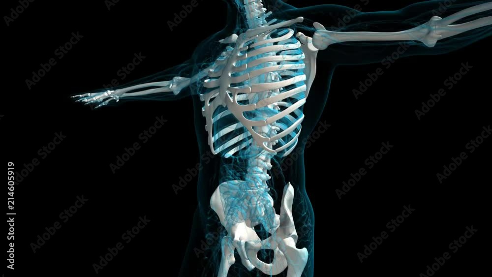 Human anatomy. The anatomical model of a human skeleton is rotated ...