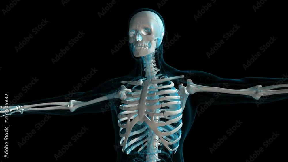 Human anatomy. The anatomical model of a human skeleton is rotated ...
