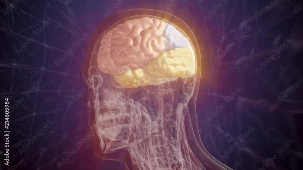 Human anatomy. The anatomical model of a human brain is rotated around ...