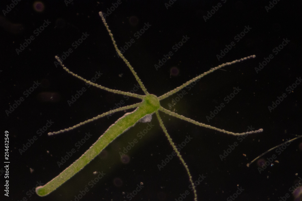 Hydra is a genus of small, fresh-water animals of the phylum Cnidaria ...