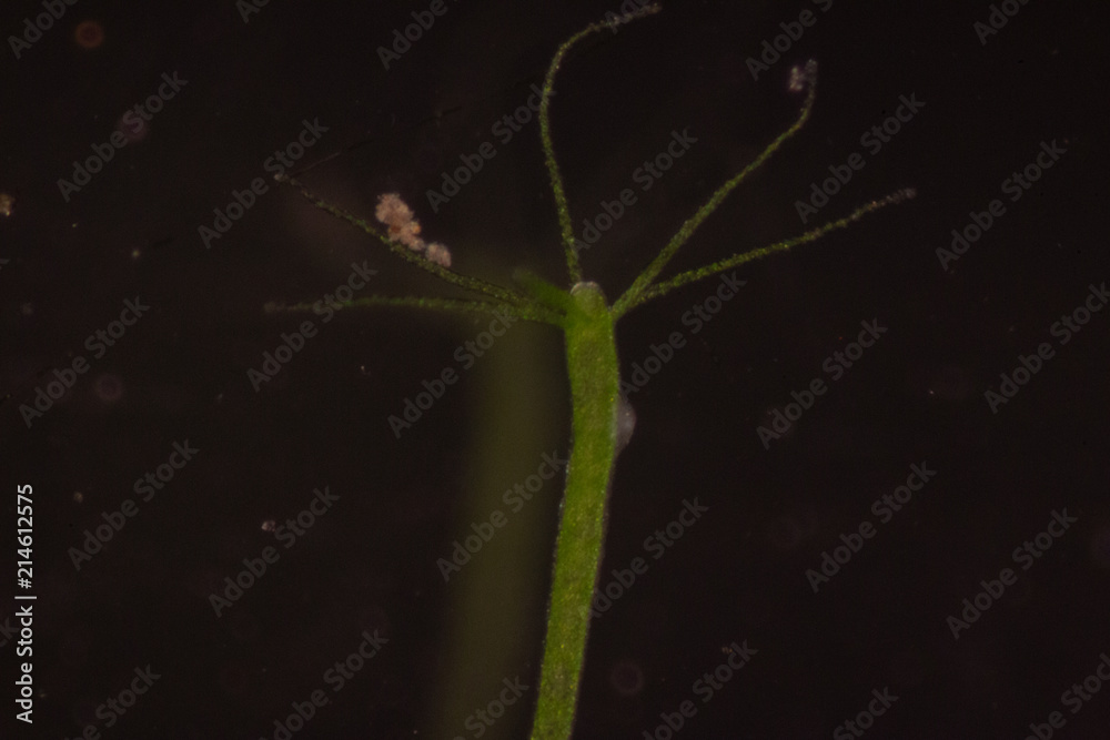 Hydra is a genus of small, fresh-water animals of the phylum Cnidaria ...