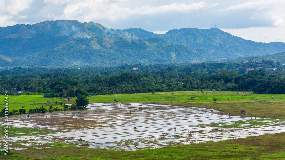 Rice fields in Kota Belud District, Sabah, Malaysia Stock Photo | Adobe ...