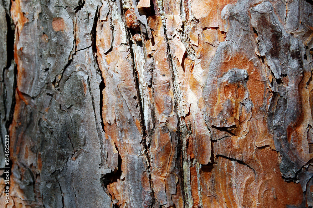 Baumrinde Holz Struktur Stock Photo | Adobe Stock