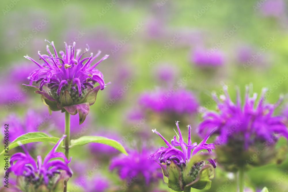 A field of bee balm. Monarda, horsemint, oswego tea, and bergamot ...