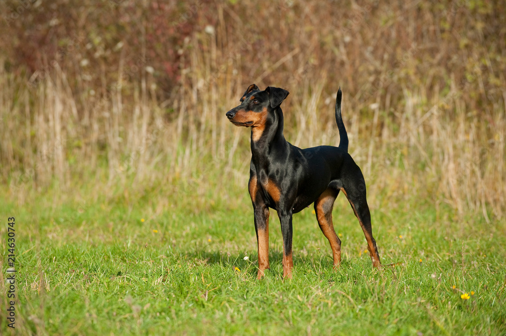 Deutscher Pinscher steht in einer Wiese Stock Photo | Adobe Stock