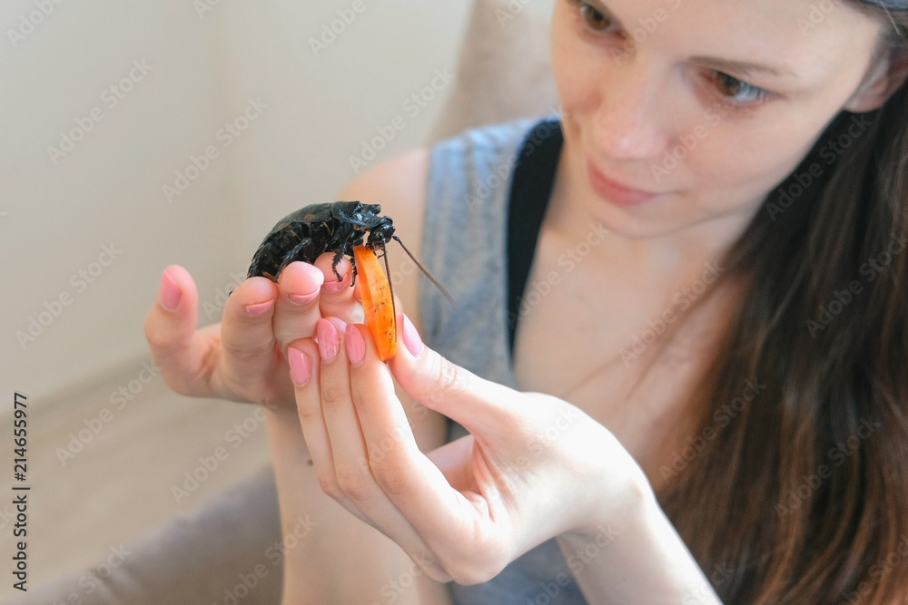 Young woman holding and feeding with carrot a male of Gromphadorhina ...