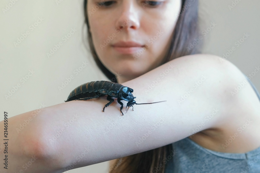 Young woman holding a male of Gromphadorhina portentosa the hissing ...