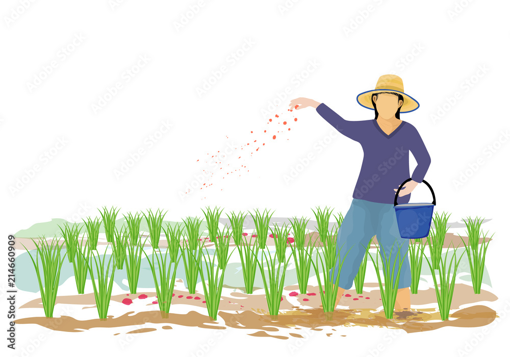 farmer sows fertilizer in paddy field vector design Stock Vector ...