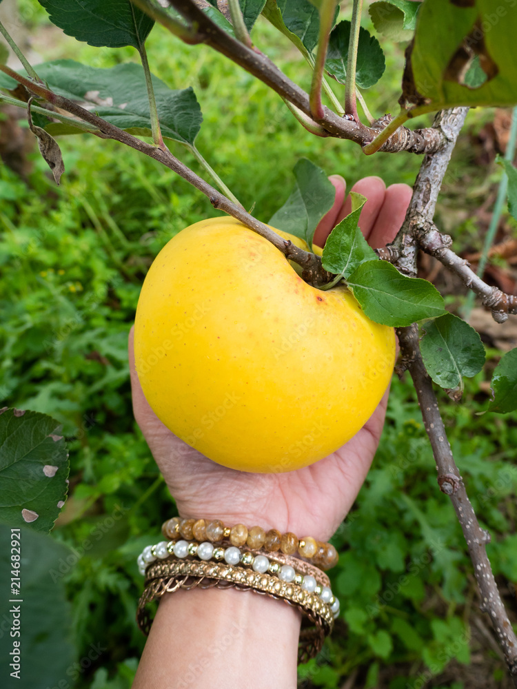 Bright yellow, delicious, juicy and ripen Japanese Orin apple on Asian ...