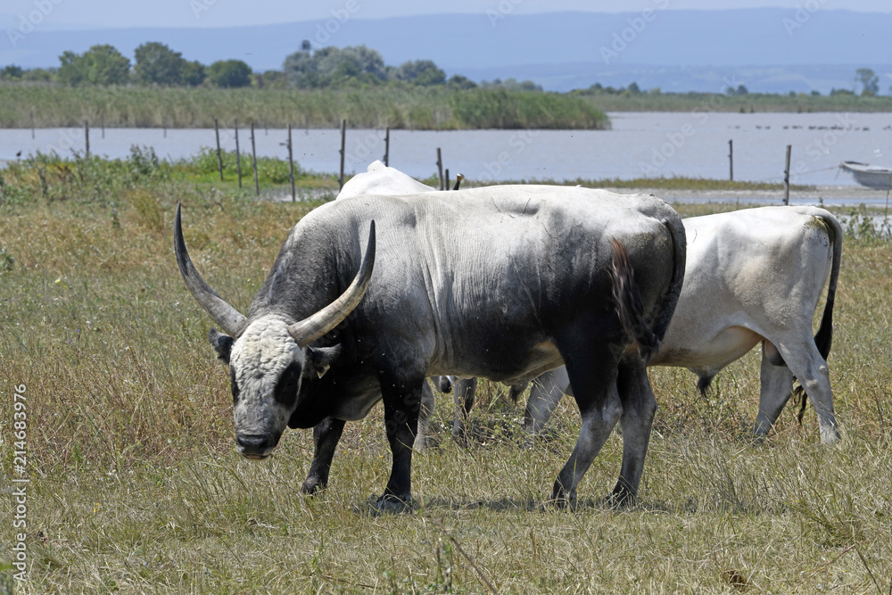 Hungarian Gray Cattle