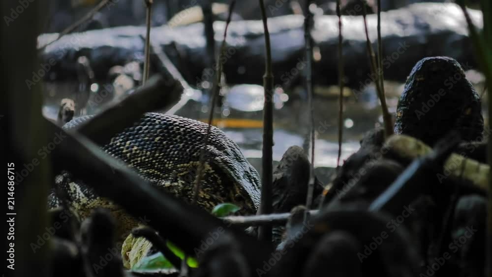 Pollution in wild enviroment and animals habitat. Water monitor lizard ...