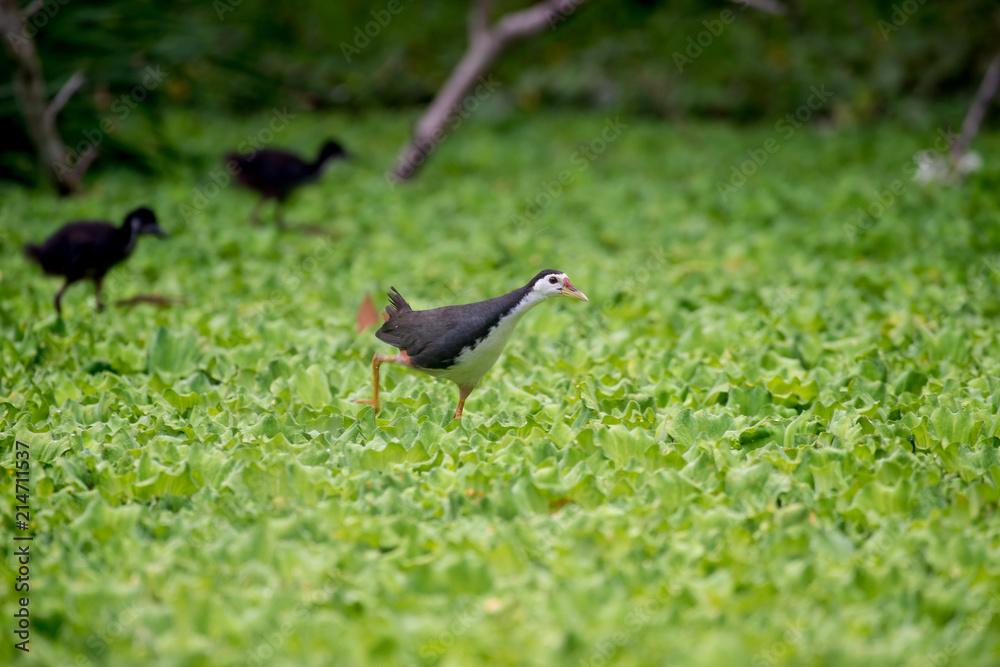 white-breasted waterhen is a waterbird of the rail and crake family ...