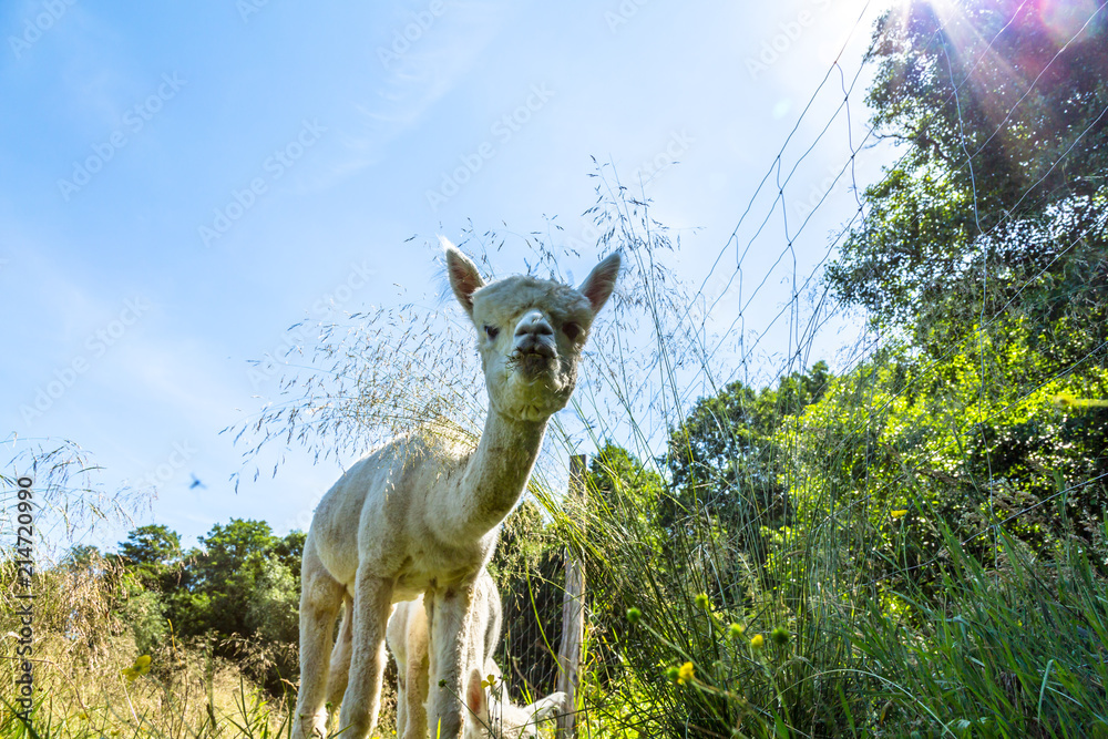 ein weiße Alpaka auf einer naturbelassenen Wiese Stock Photo | Adobe Stock