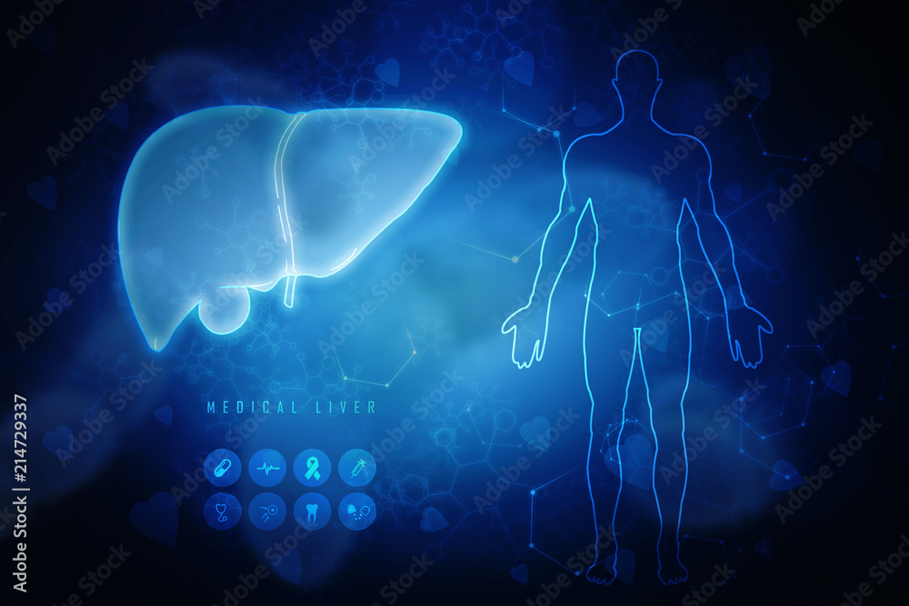 Realistic human liver 2d illustration Stock Illustration | Adobe Stock