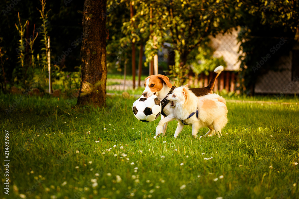 Beagle and german spitz klein playing together and running in green ...