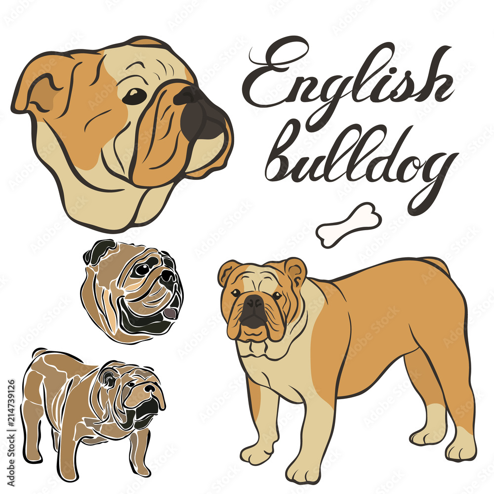 English Bulldog breed vector illustration set isolated. Doggy image in ...