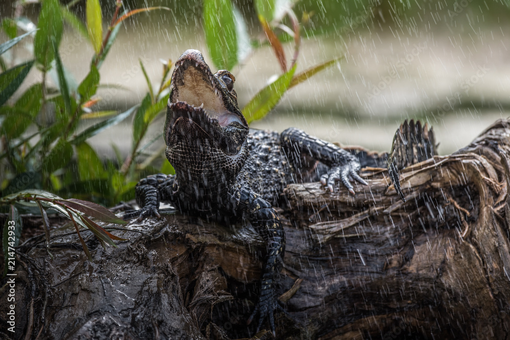 Photo & Art Print Black caiman (Melanosuchus niger) Amazon rainforest ...