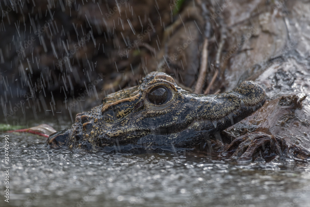 Black caiman (Melanosuchus niger) Amazon rainforest, Brazil Stock Photo ...