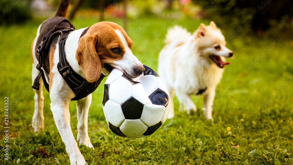 Beagle and german spitz klein playing together and running in green ...