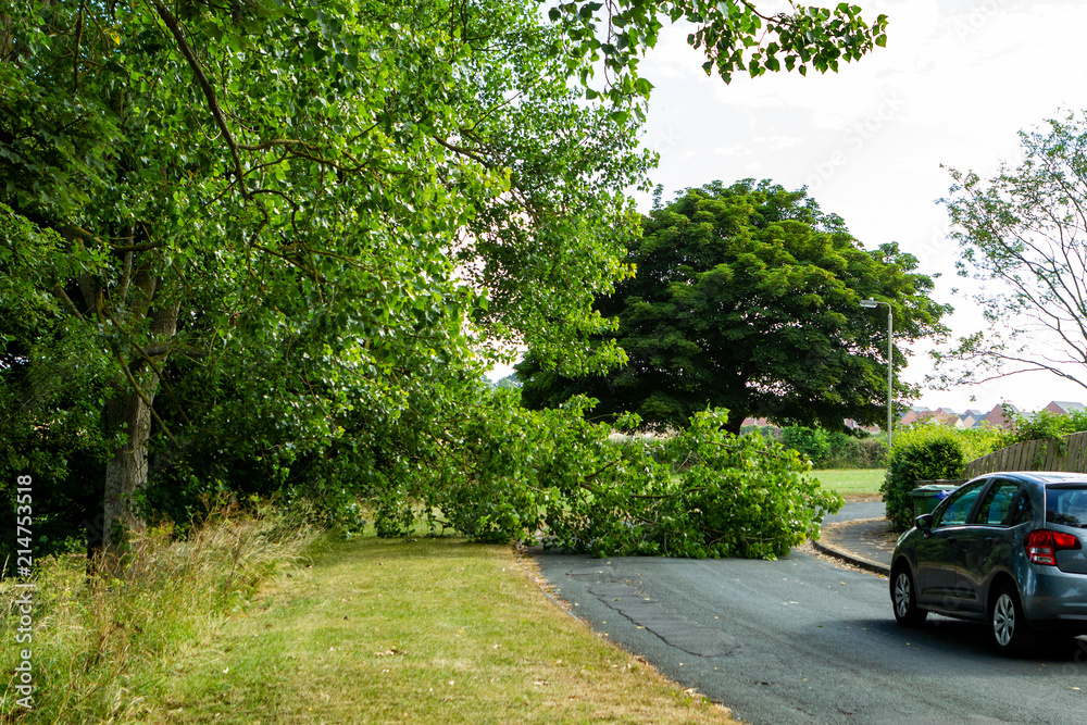 Tree branch fallen obstructing and blocking cars in a rural village ...
