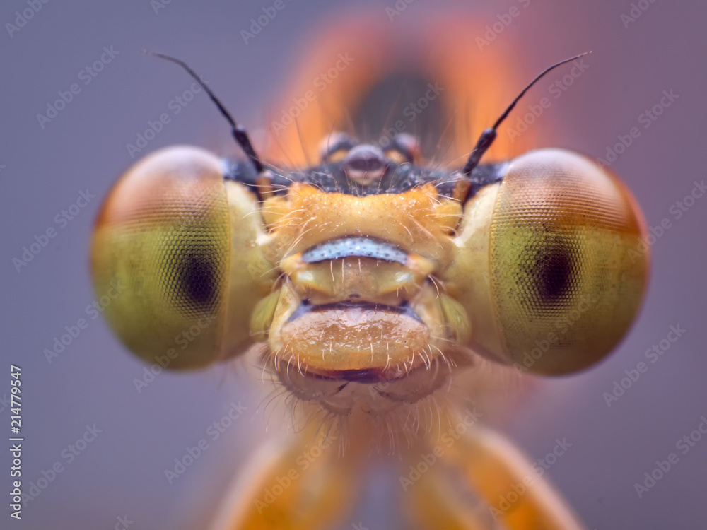 Extreme macro shot eye of Zygoptera dragonfly in wild. Close up detail ...