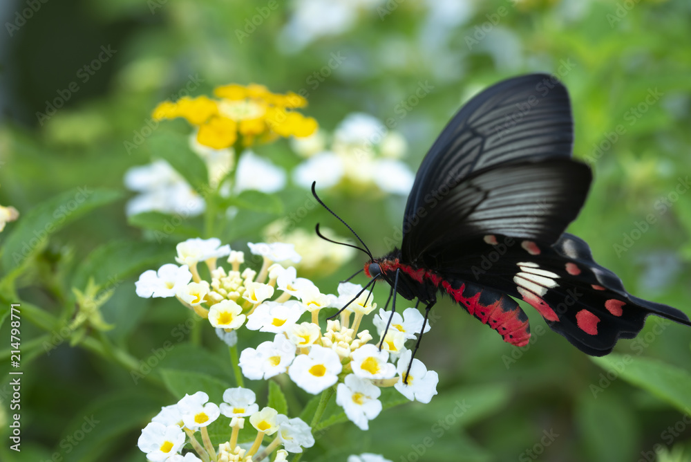Red butterfly (Common Rose) swarming on flowers (Lantana aculeate Linn ...