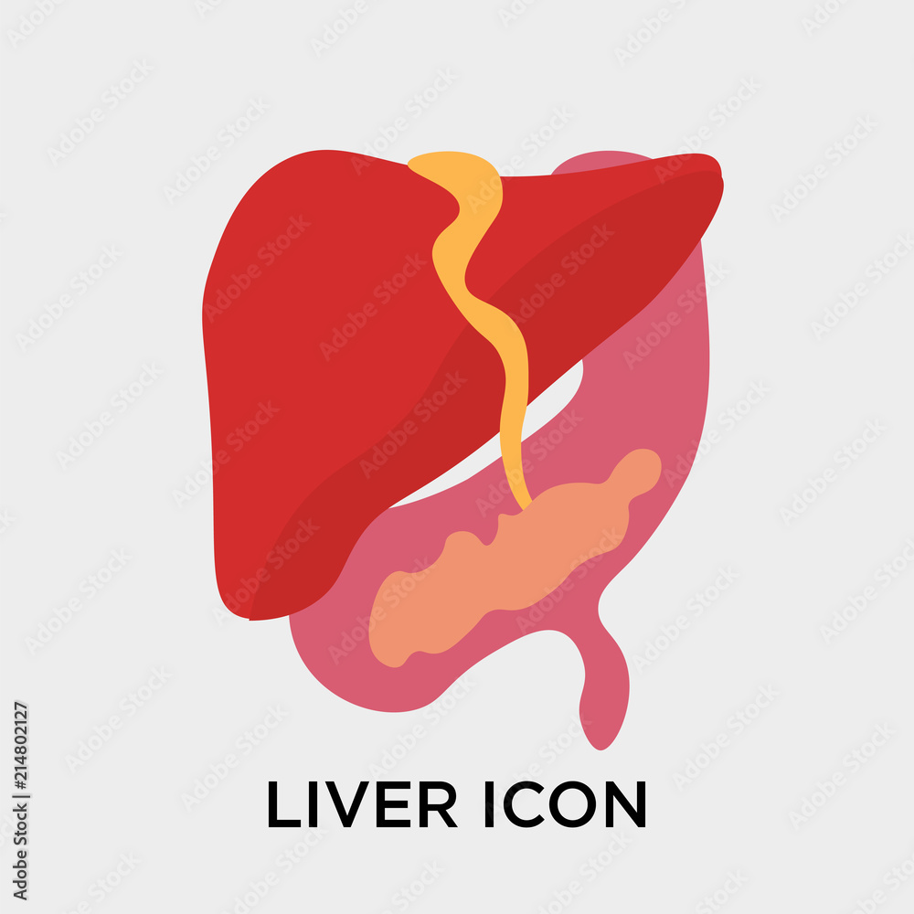 Liver icon vector sign and symbol isolated on white background, Liver ...