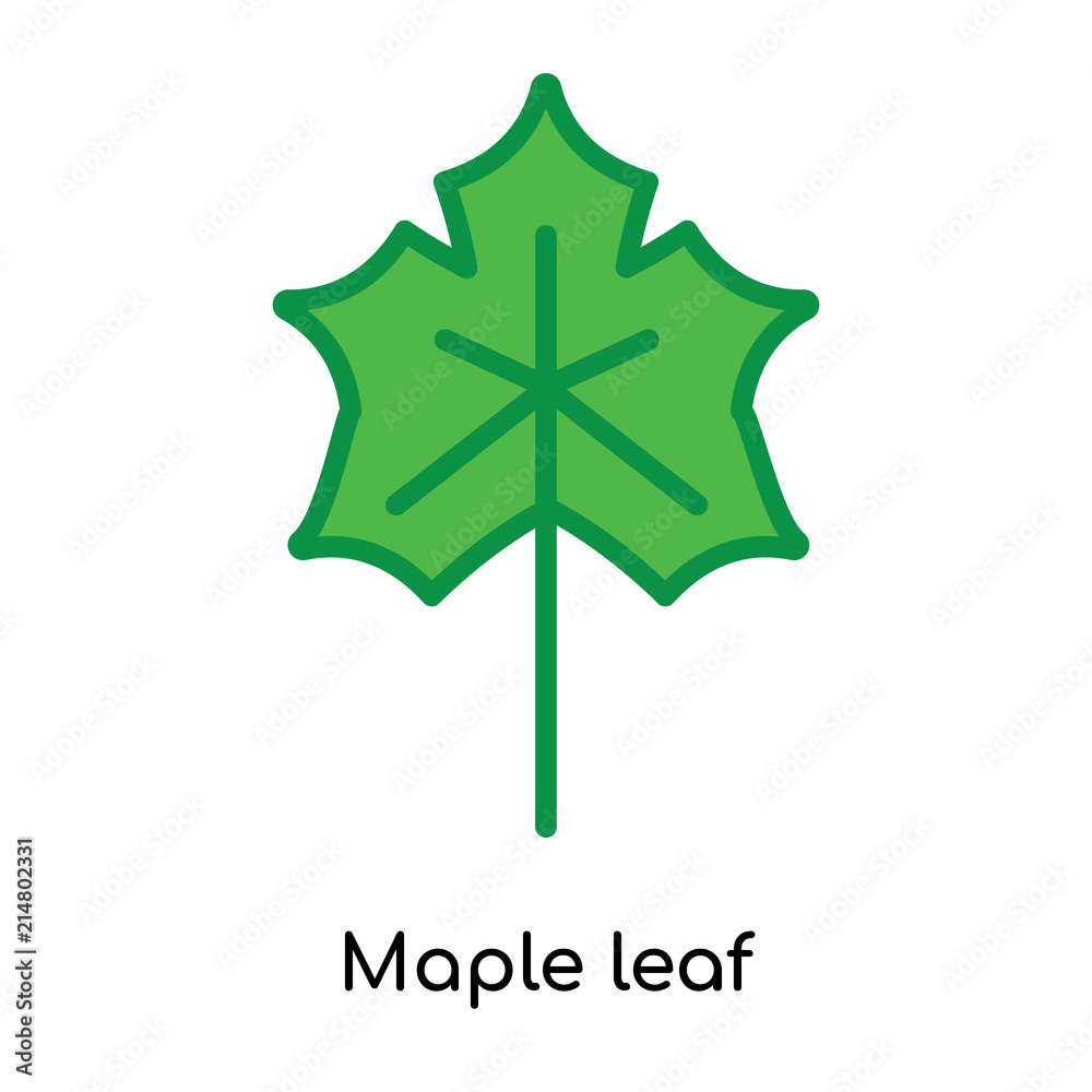 Maple leaf icon vector sign and symbol isolated on white background ...