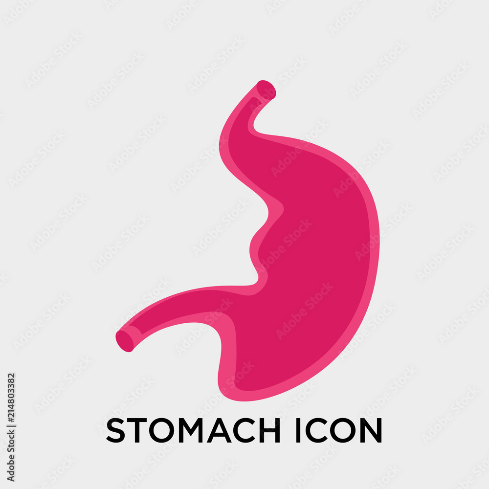 Stomach icon vector sign and symbol isolated on white background ...