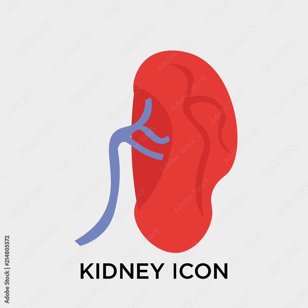 Kidney icon vector sign and symbol isolated on white background, Kidney ...