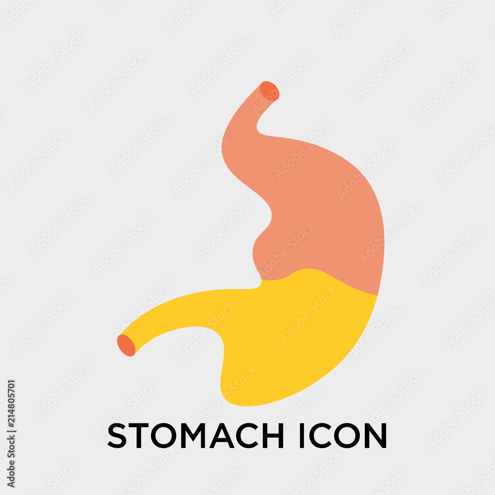 Stomach icon vector sign and symbol isolated on white background ...