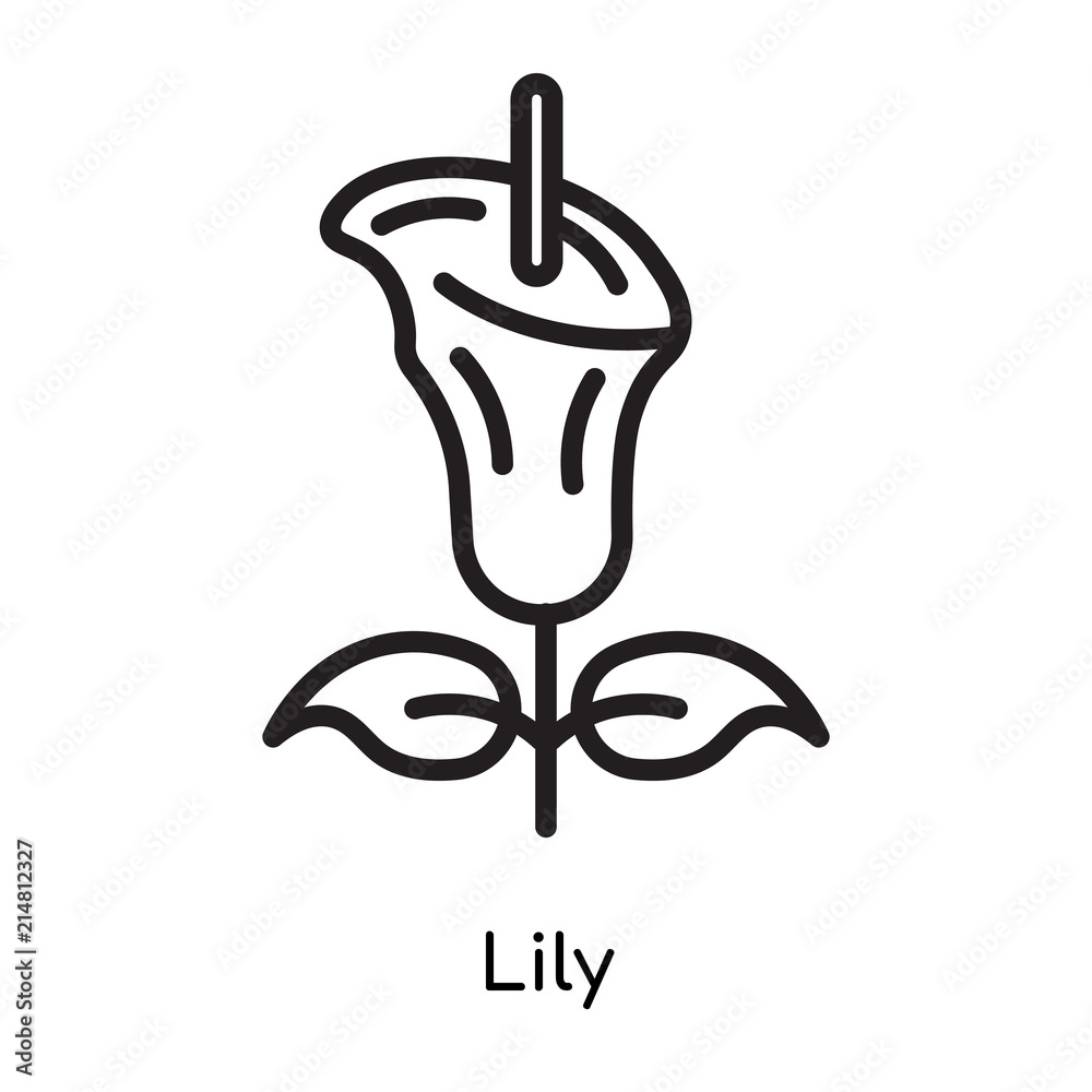 Lily icon vector sign and symbol isolated on white background, Lily ...