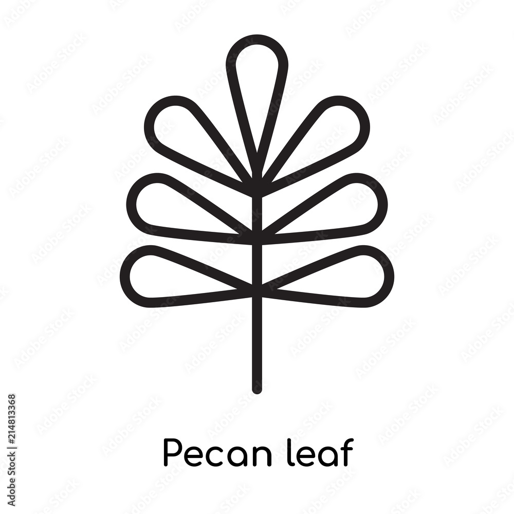 Pecan leaf icon vector sign and symbol isolated on white background ...