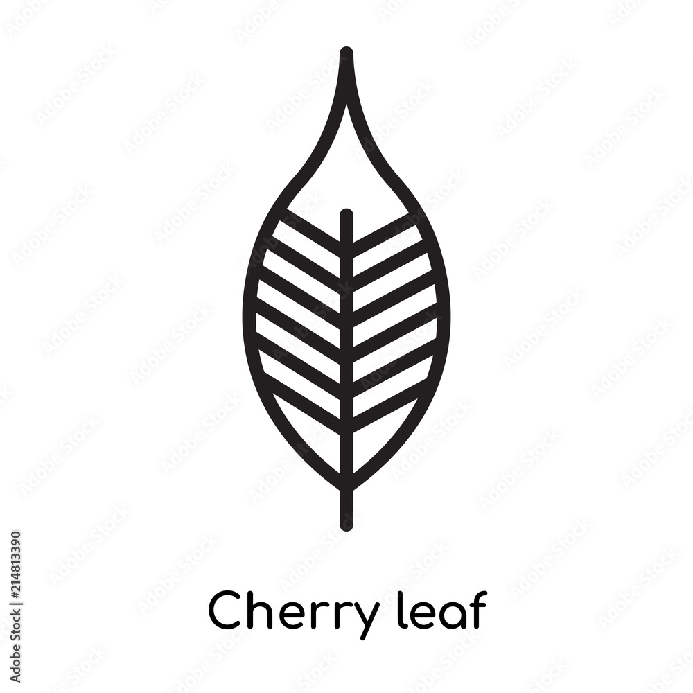 Cherry leaf icon vector sign and symbol isolated on white background ...