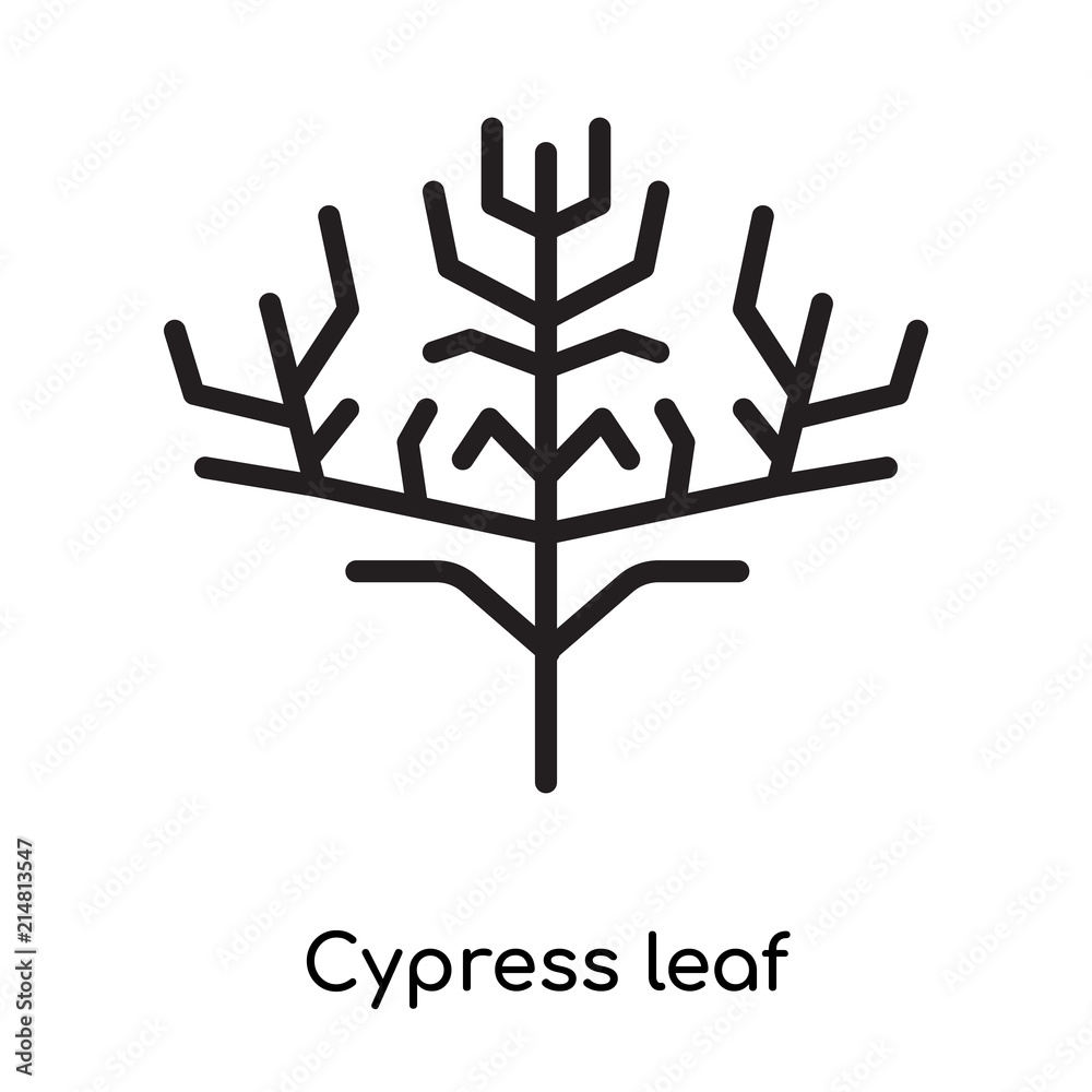 Cypress leaf icon vector sign and symbol isolated on white background ...