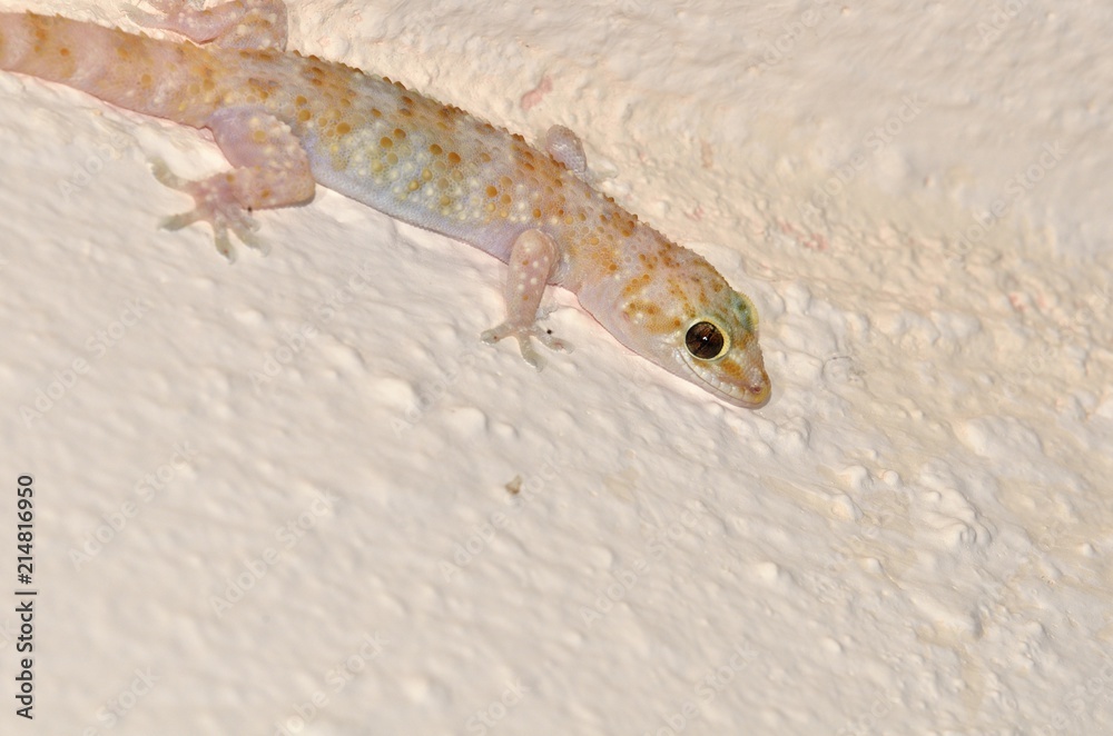 Mediterranean House Gecko, or more commonly Turkish Gecko ...