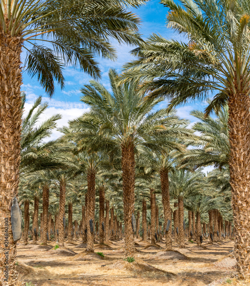 Foto de Plantation of Phoenix dactylifera, commonly known as date or ...