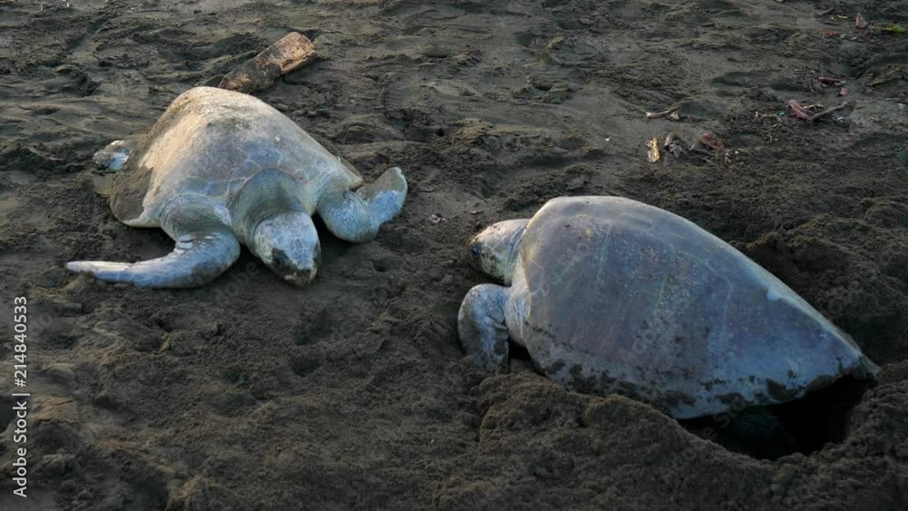 Atlantic ridley sea turtles spawning on a tropical beach. The Kemp's ...