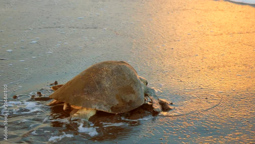 Atlantic ridley sea turtle back to the sea after spawning at sunset ...
