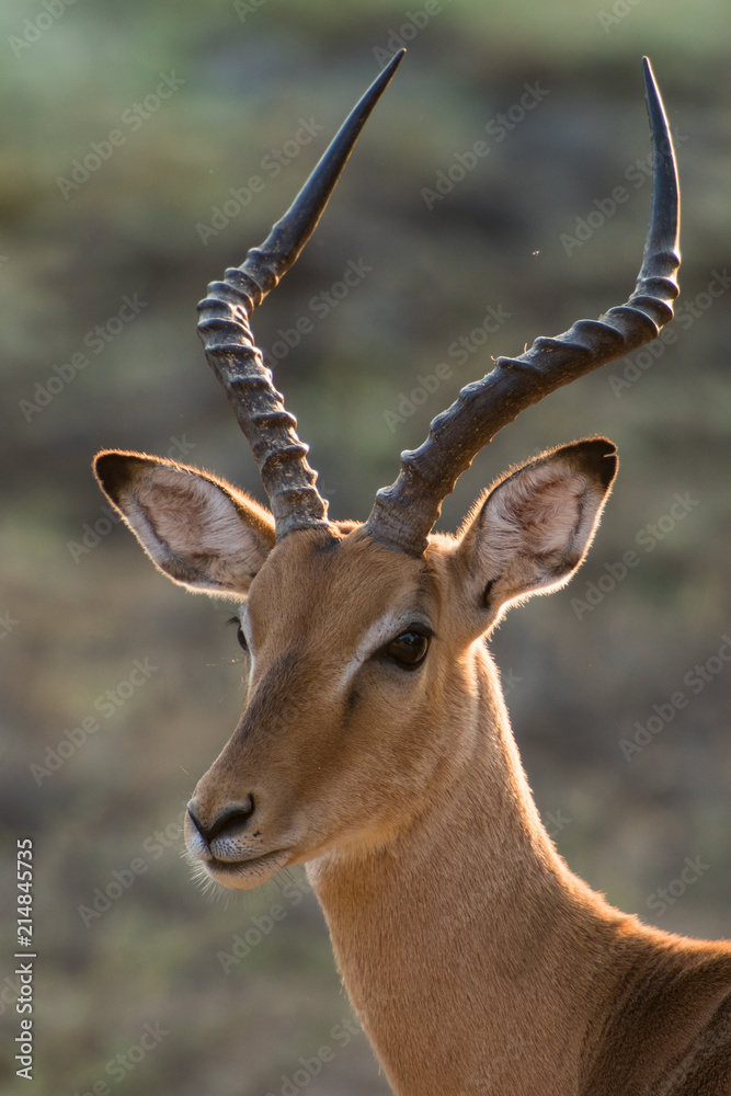 African Impala Head